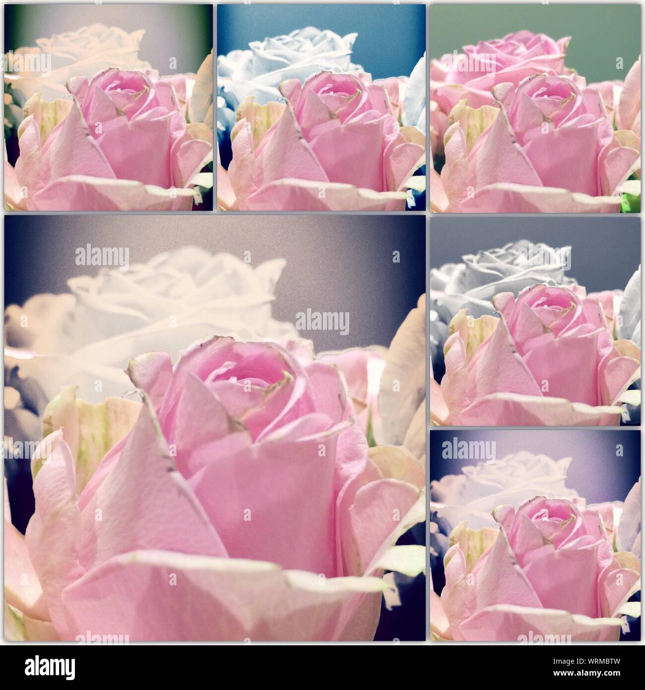 Roses collage hi-res stock photography and images - Alamy