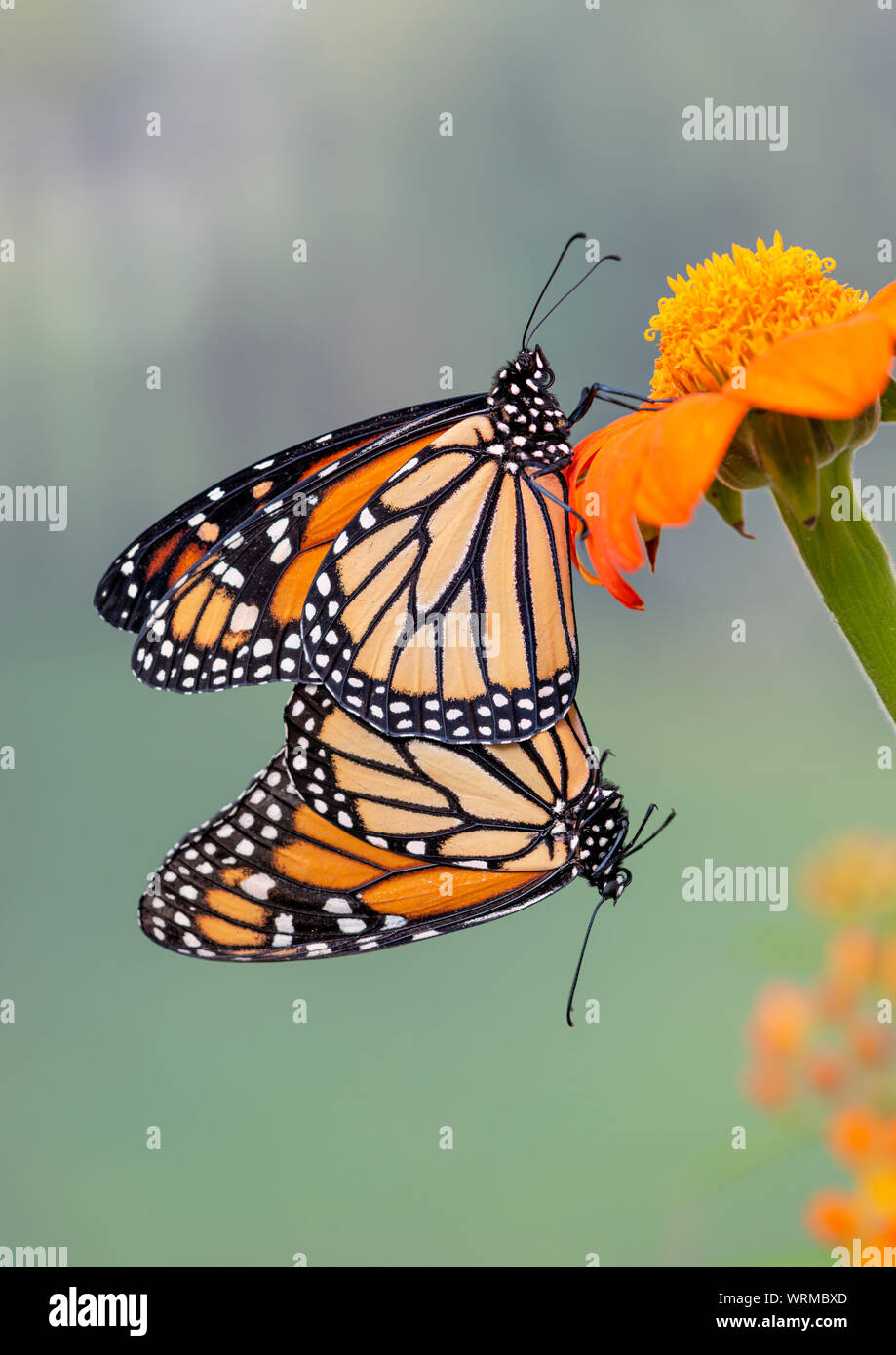 Monarch butterflies (Danaus plexippus) paired / mating - side view ...
