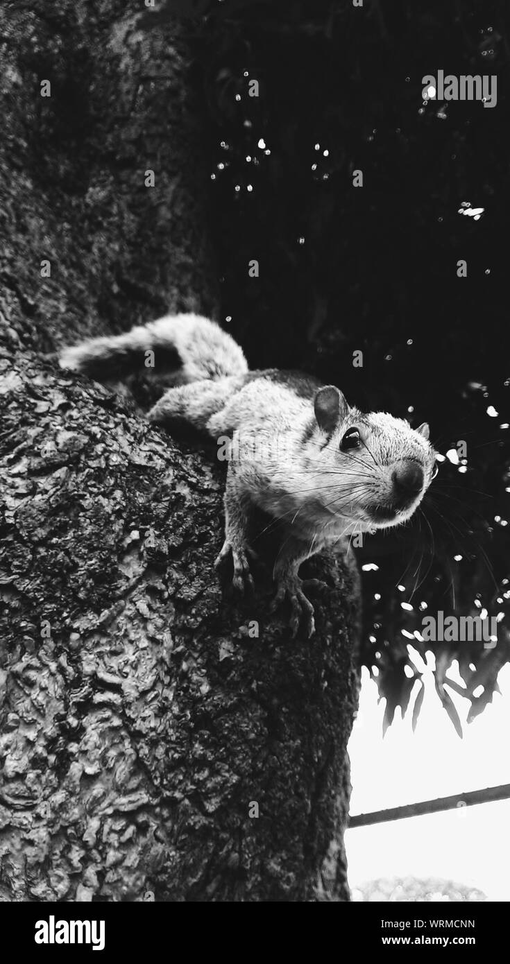 Angle eye view Black and White Stock Photos & Images - Alamy