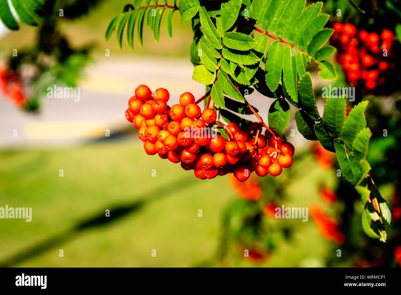 Ash berry close up hi-res stock photography and images - Alamy