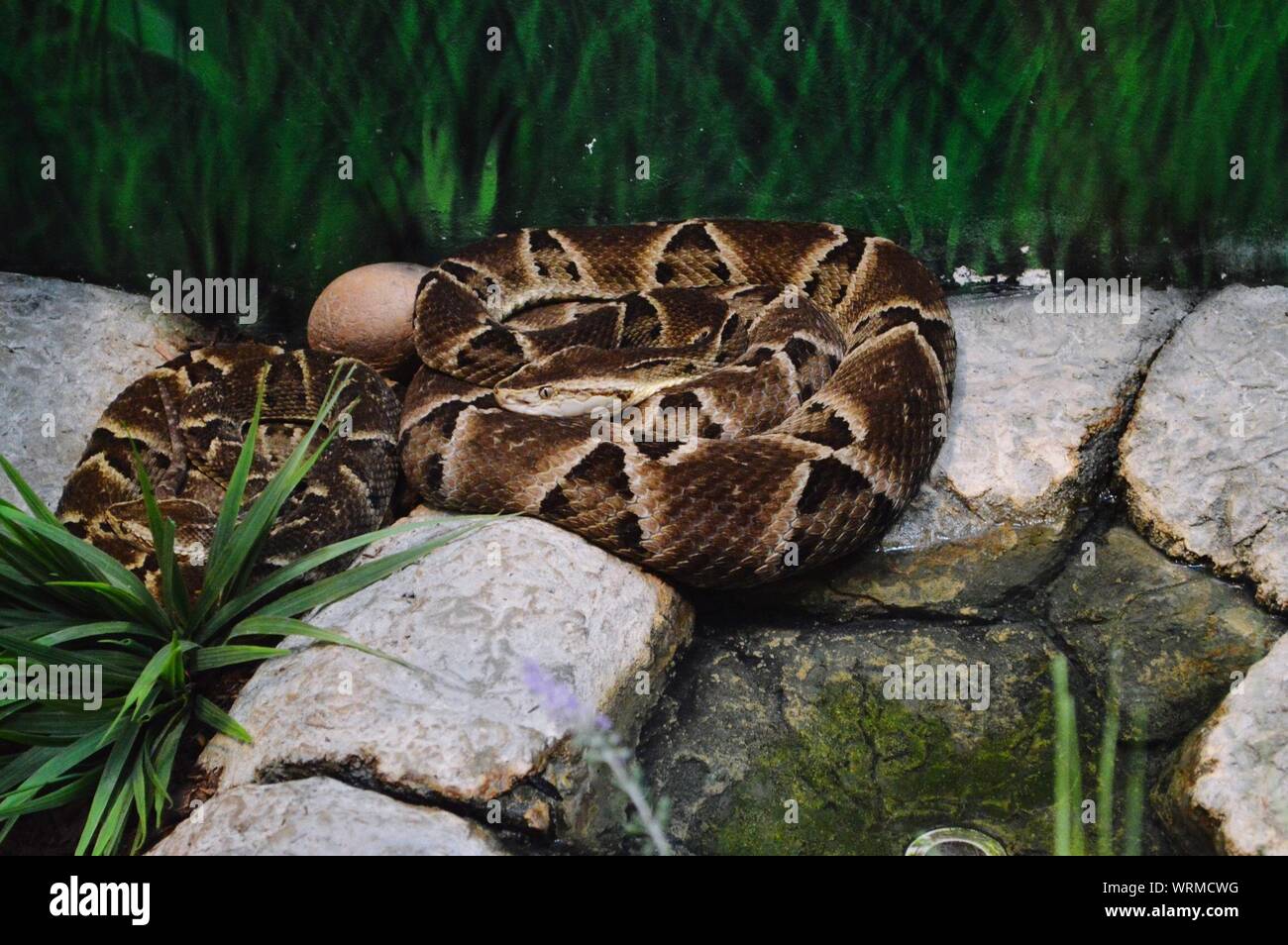 Beauty of snakes hi-res stock photography and images - Alamy