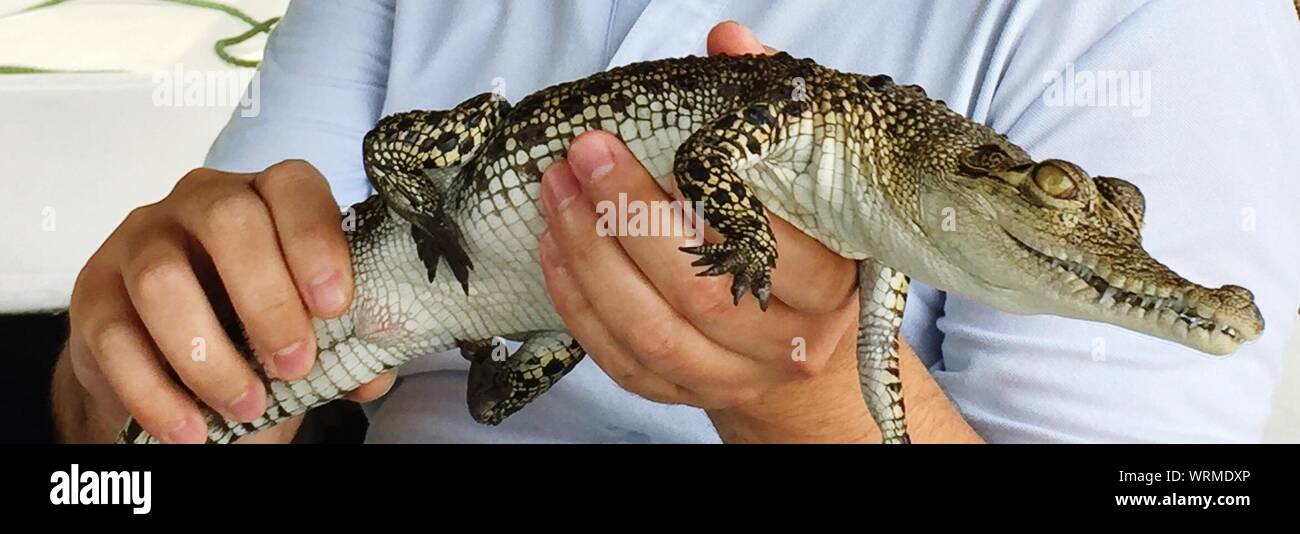 Real crocodile hi-res stock photography and images - Alamy