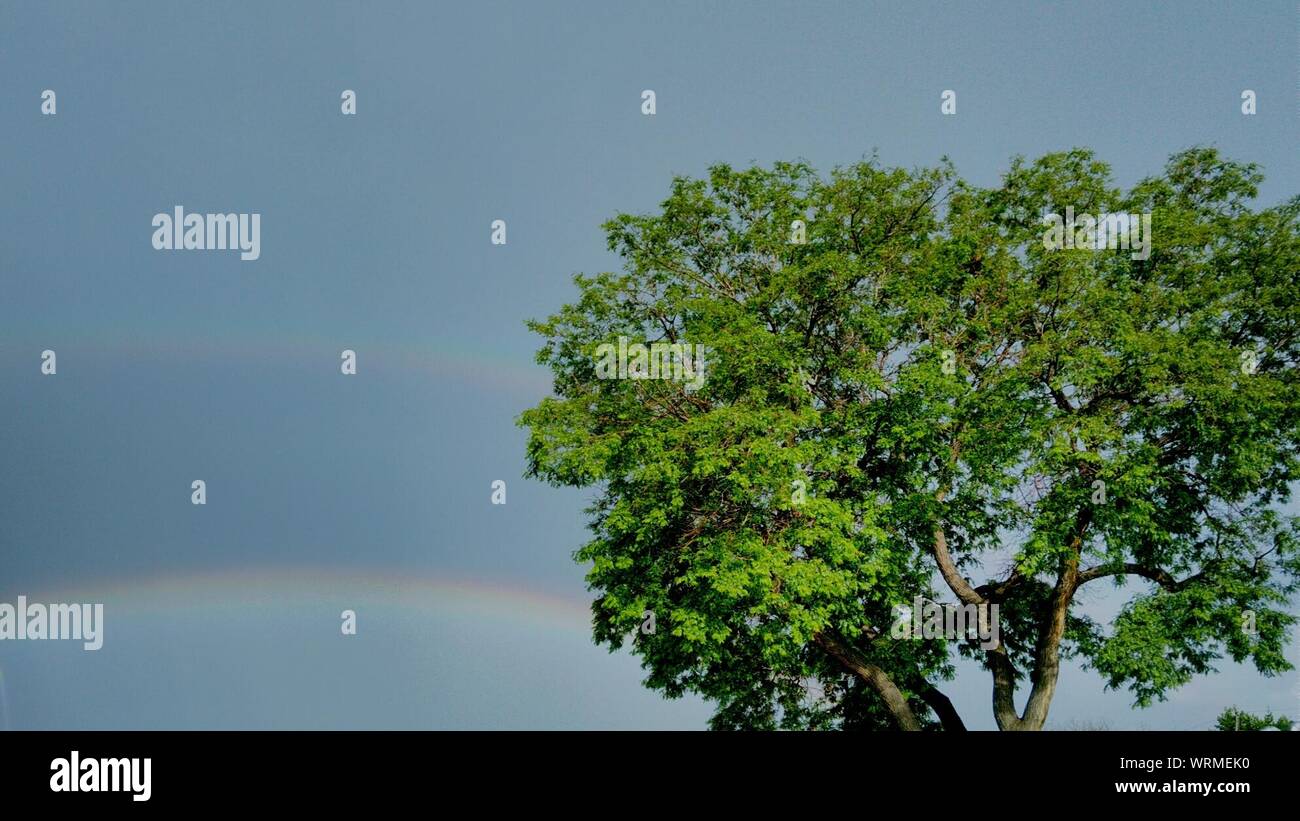 Rainbow into tree hi-res stock photography and images - Alamy
