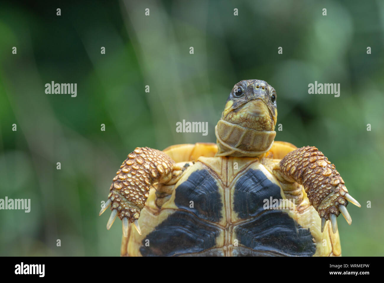 Western Herman’s Tortoise (Testudo hermanni hermanni). Identification ...