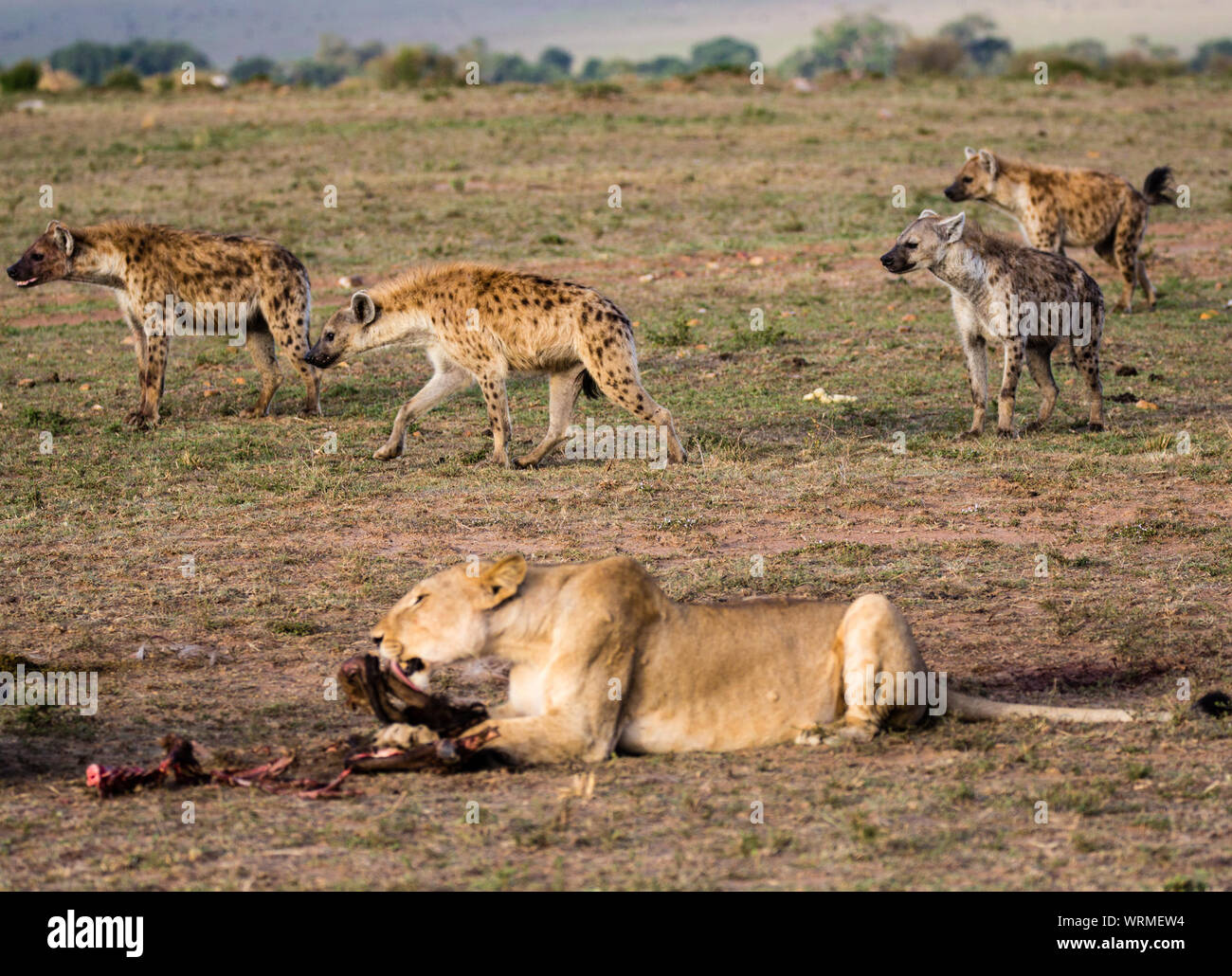 Lioness hunting hi-res stock photography and images - Alamy