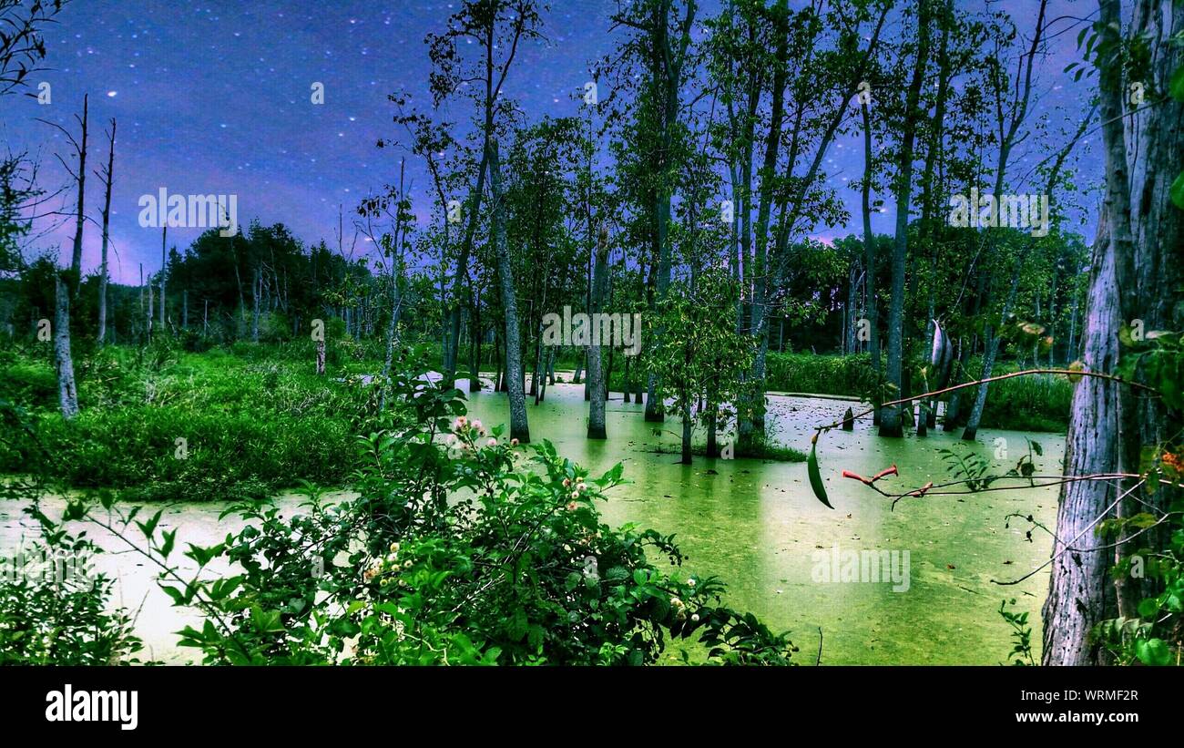 Trees Growing In Swamp High Resolution Stock Photography and Images - Alamy