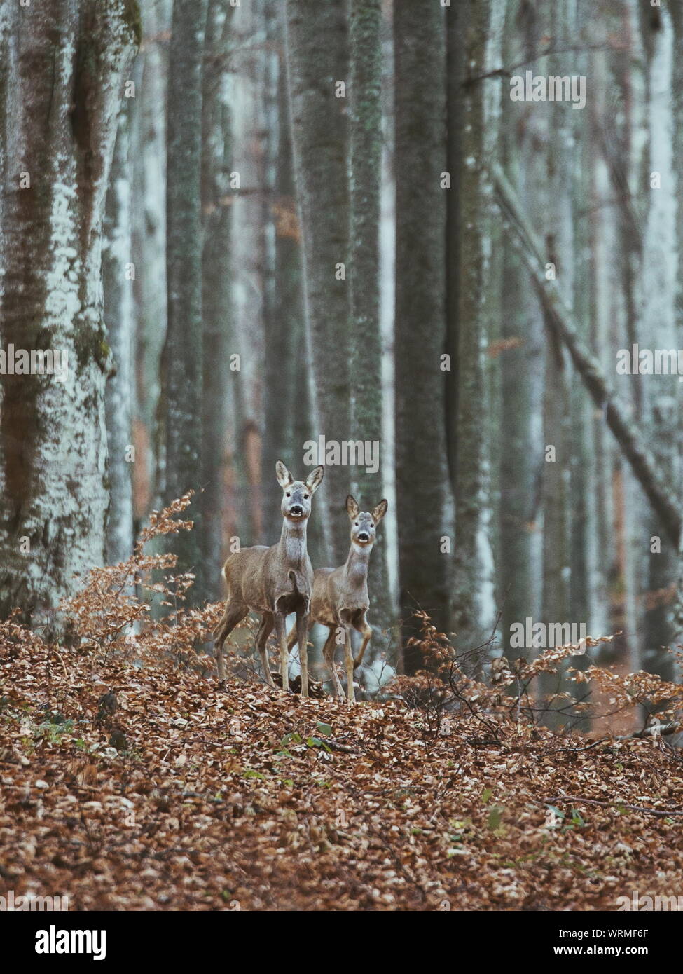Deer wildlife romania hi-res stock photography and images - Alamy