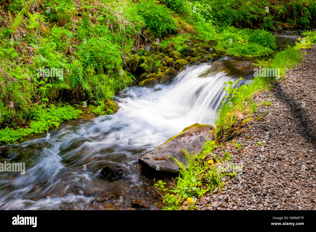 Plants close to riverbank hi-res stock photography and images - Alamy