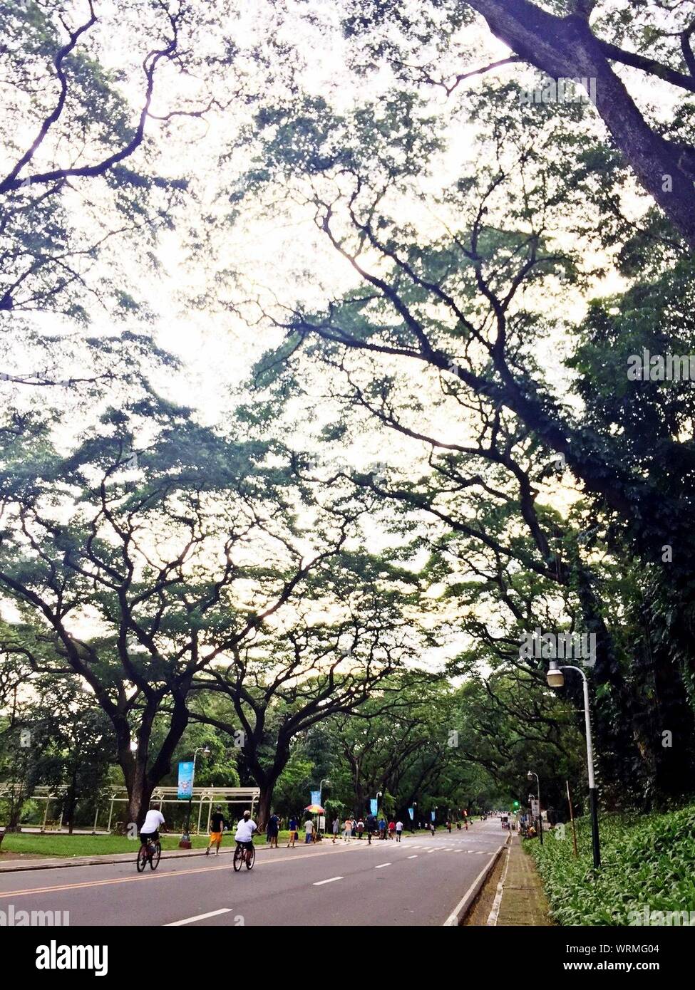 Urban tree road hi-res stock photography and images - Alamy