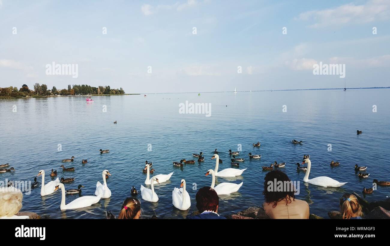 People looking at birds hi-res stock photography and images - Alamy