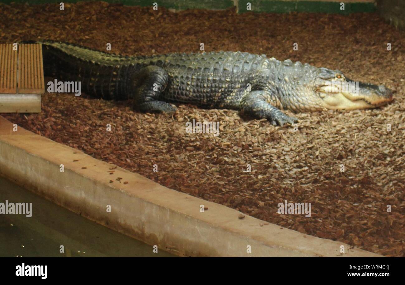 Side view of alligator hi-res stock photography and images - Alamy