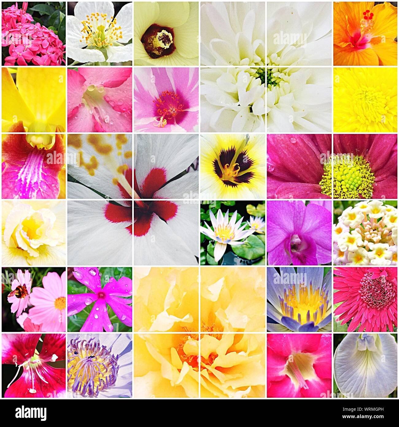 Hibiscus collage hi-res stock photography and images - Alamy