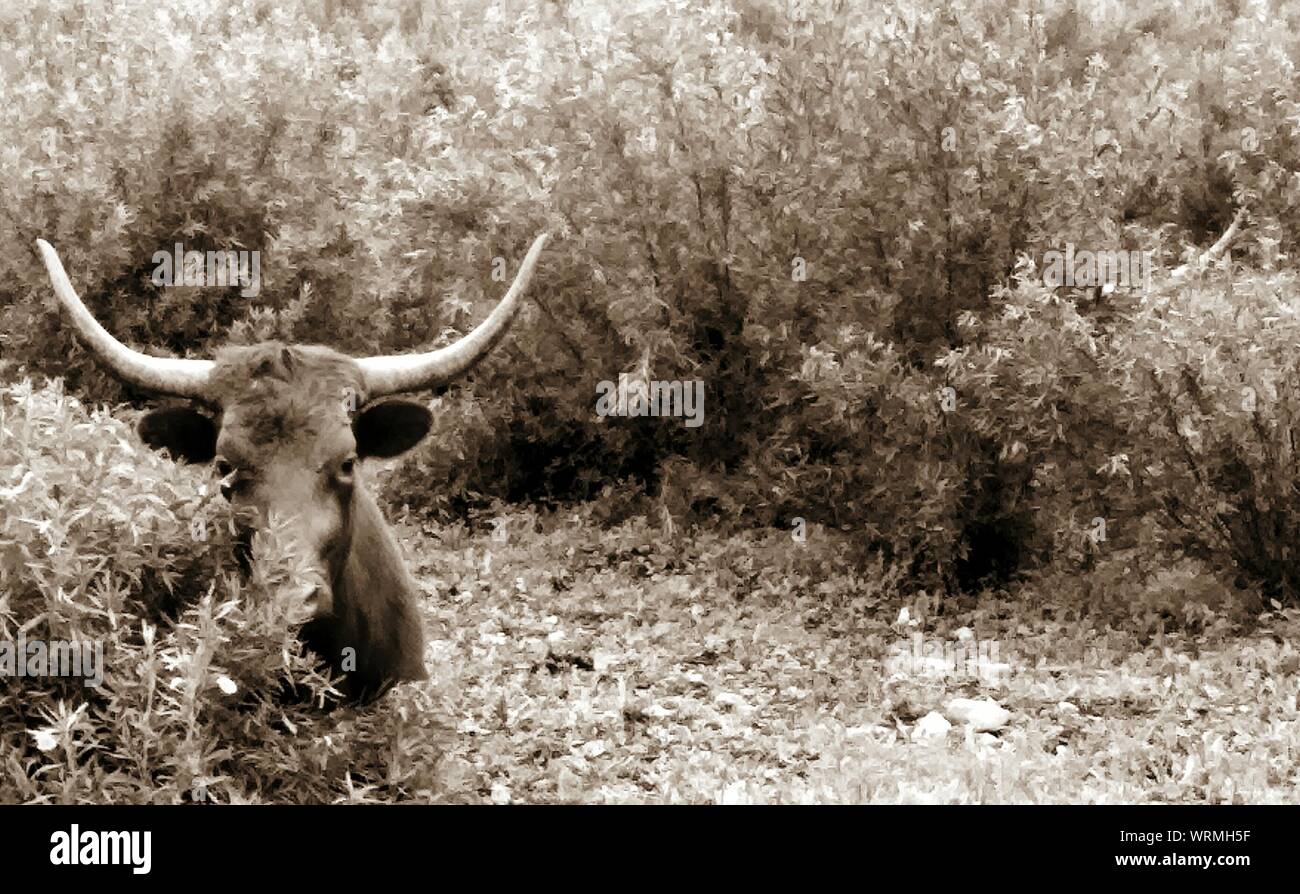 Bush cow hi-res stock photography and images - Alamy