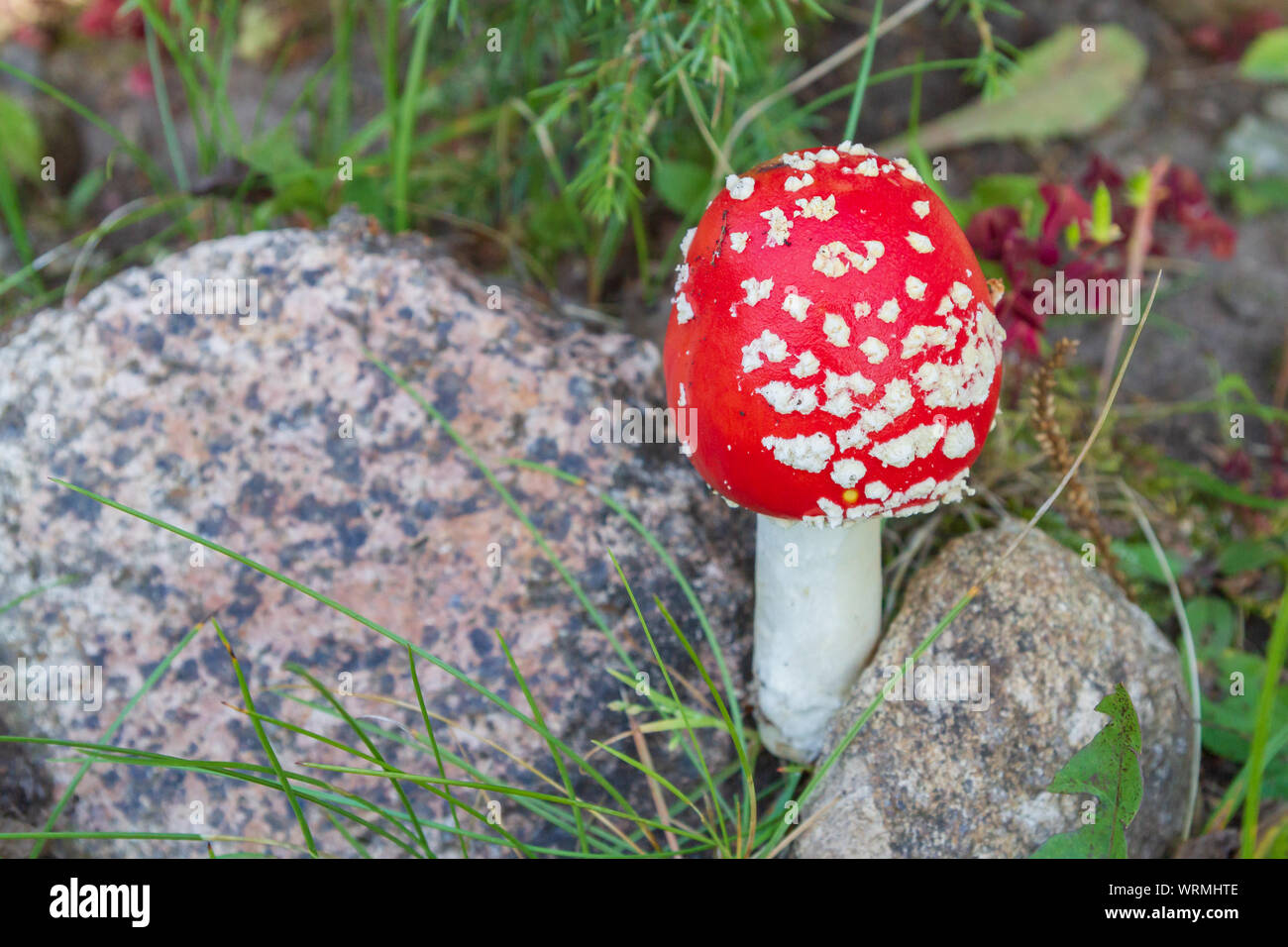 Red bright mushroom fly agaric with white spots near the stones Stock ...