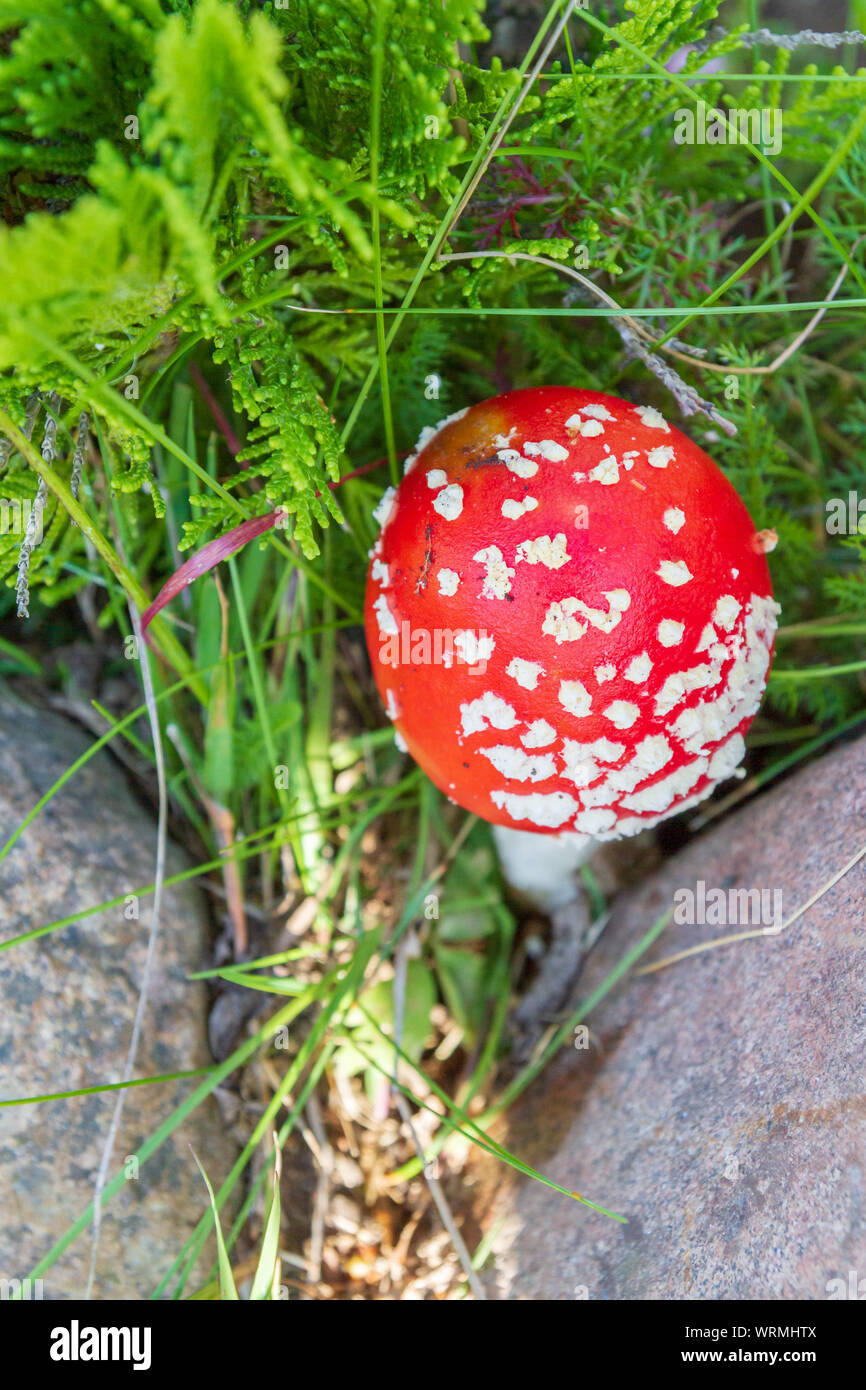 Red bright mushroom fly agaric with white spots near the stones Stock ...