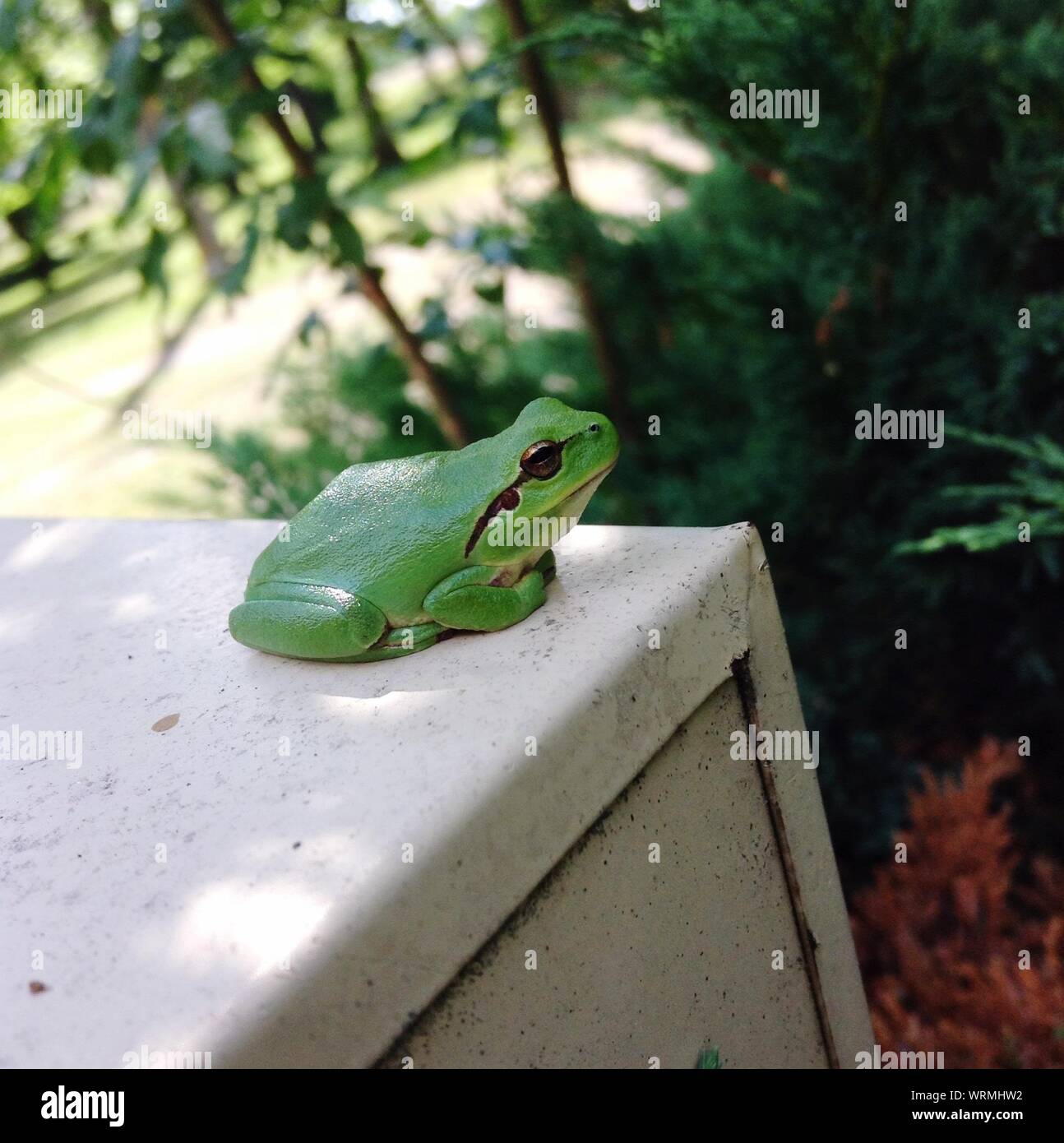 Frog on the wall hi-res stock photography and images - Alamy