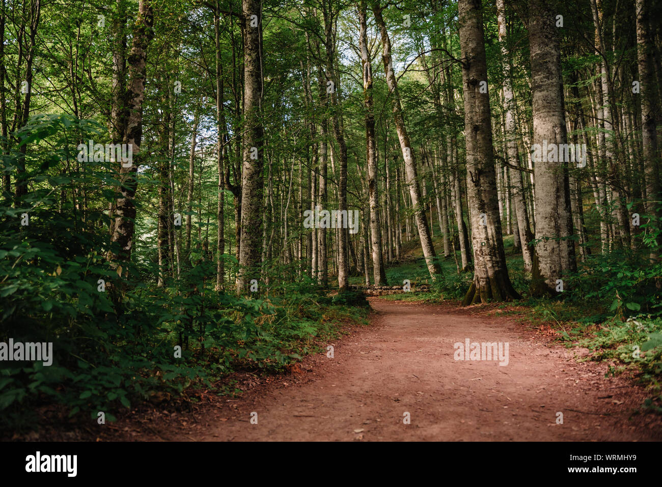 Hiking path through tall tree forest Stock Photo - Alamy