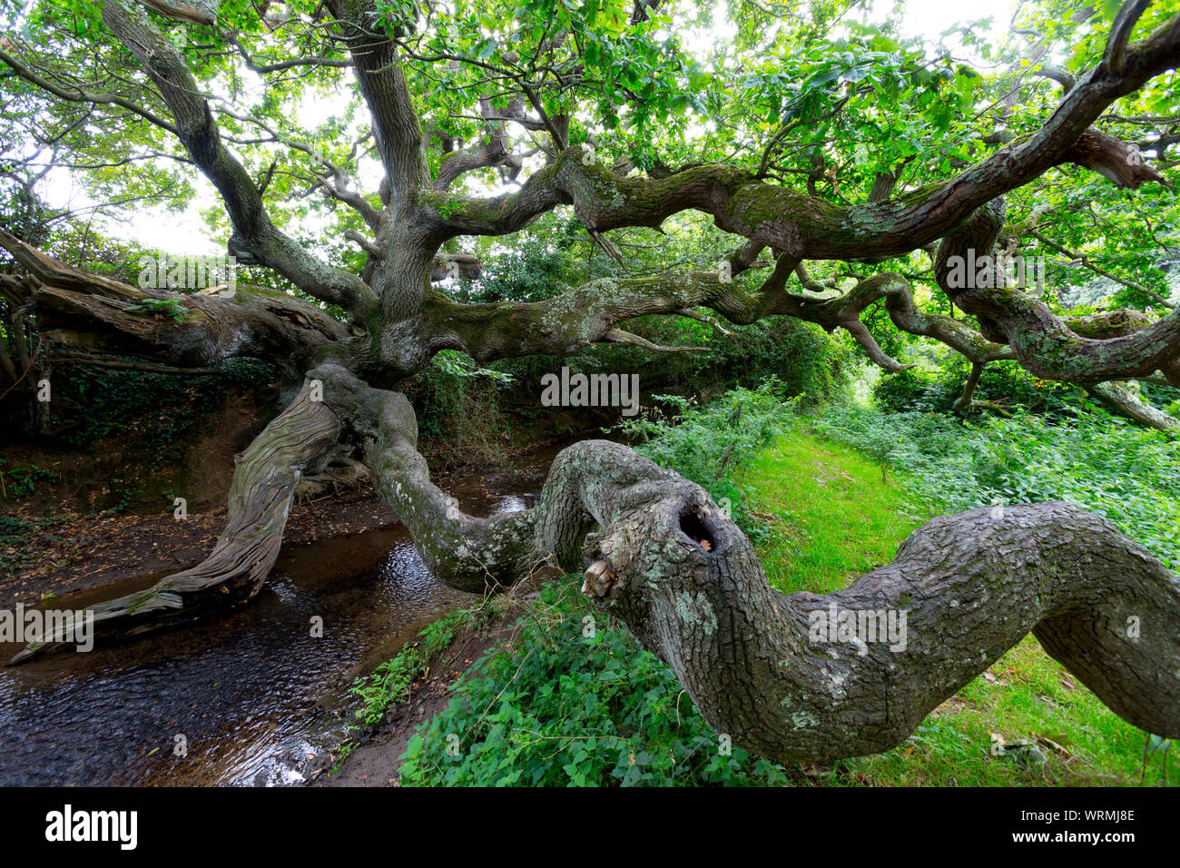 Tree of the year,Oak,Tree,Dragon,Tree, Brightstone,Isle of Wight ...
