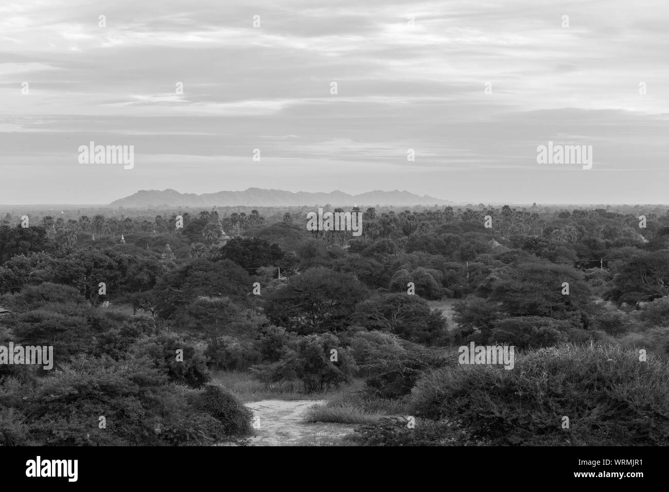 Black and white picture of beautiful view of local vegetation in the ...