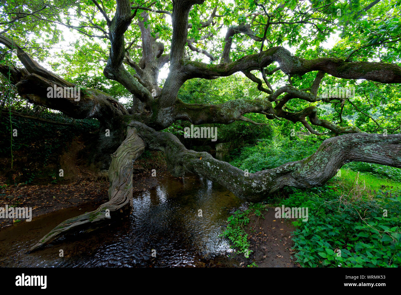 Tree of the year,Oak,Tree,Dragon,Tree, Brightstone,Isle of Wight ...