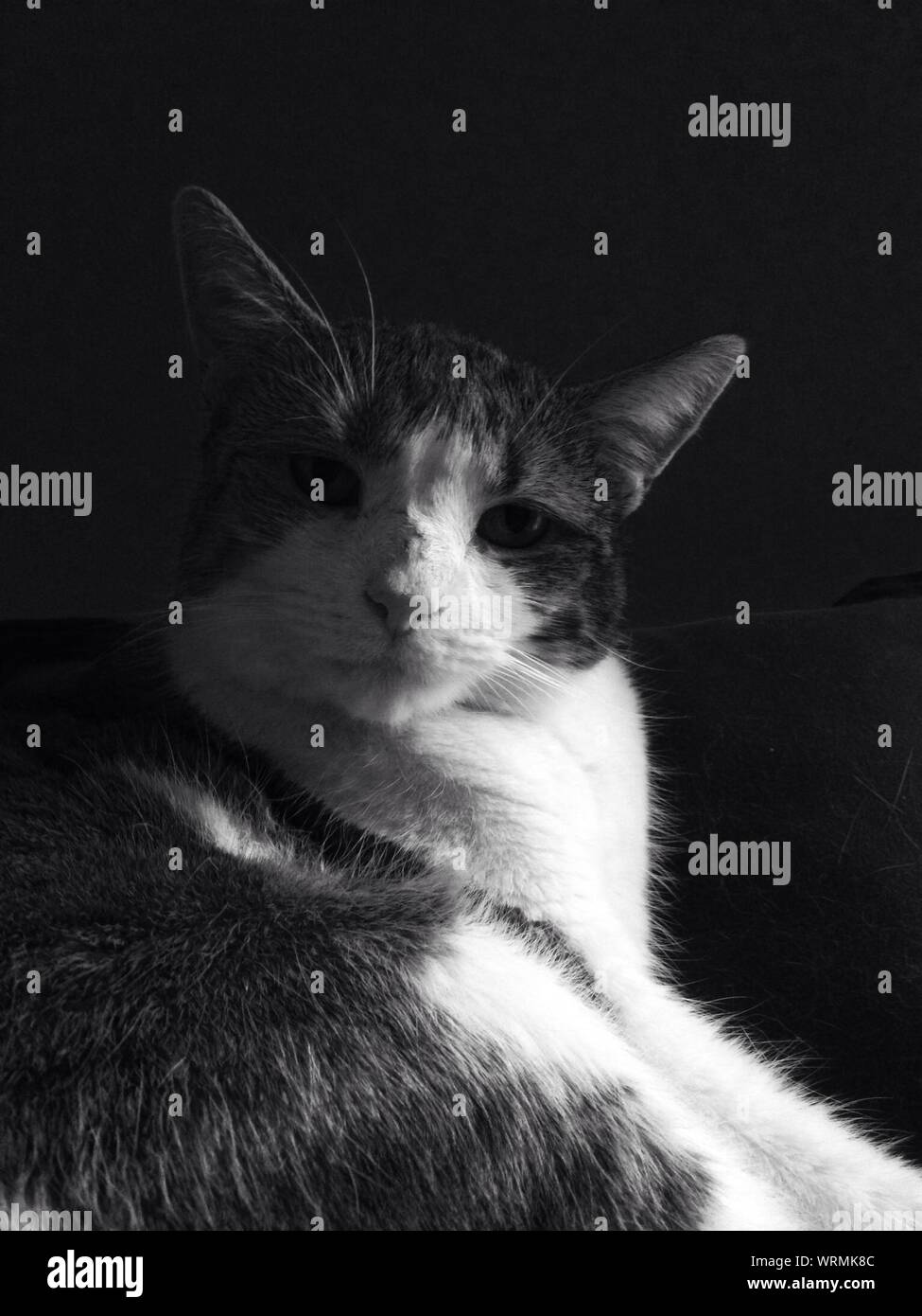 Self confidence and cat hi-res stock photography and images - Alamy