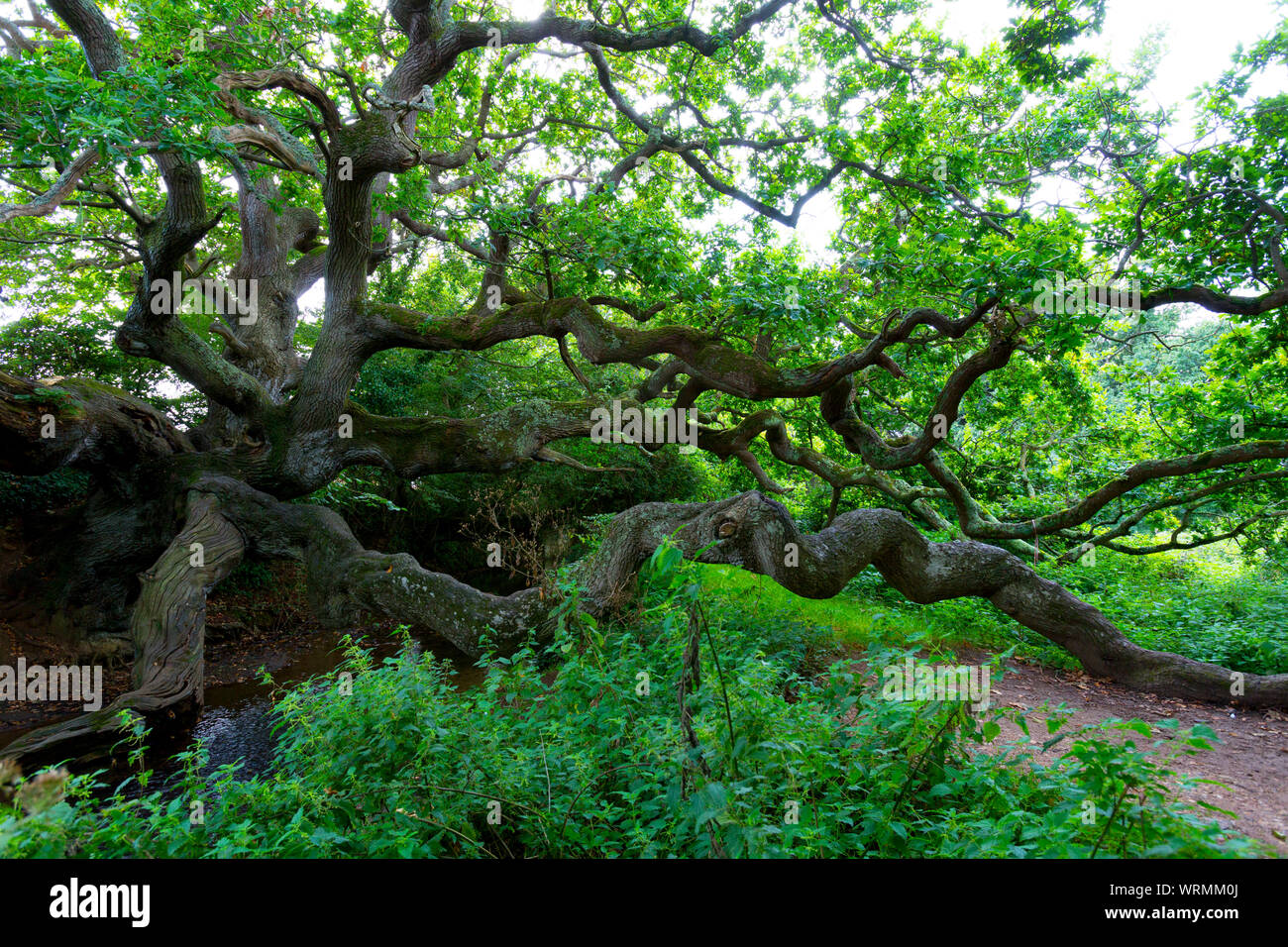 Tree of the year,Oak,Tree,Dragon,Tree, Brightstone,Isle of Wight ...