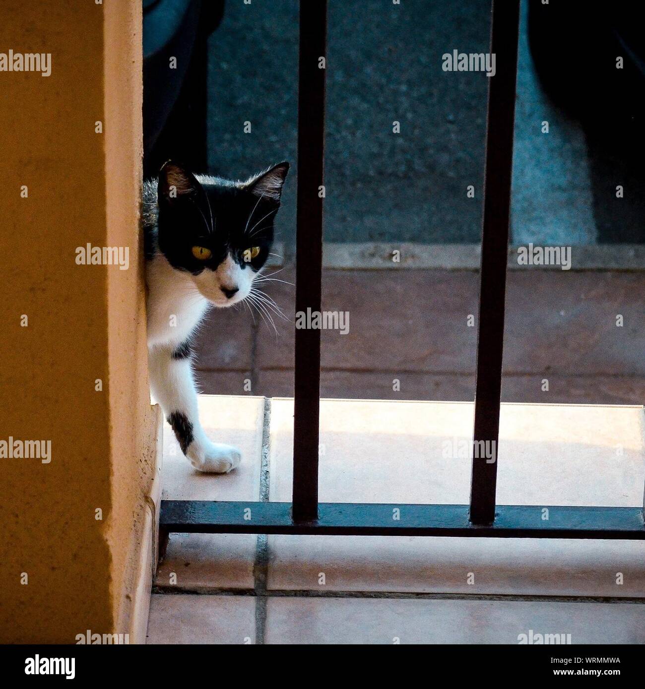 Cat behind gate hi-res stock photography and images - Alamy