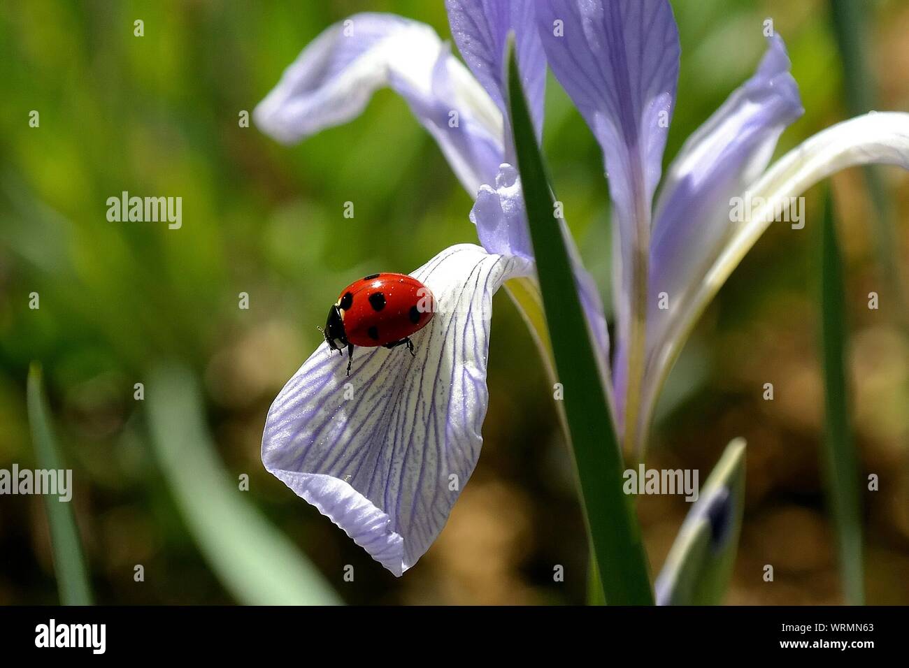 Ladybug purple flower animal wildlife hi-res stock photography and ...