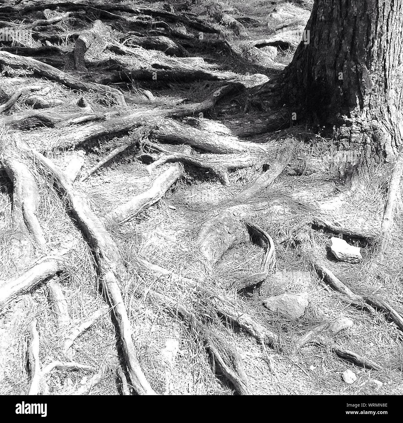 Detail roots hi-res stock photography and images - Alamy