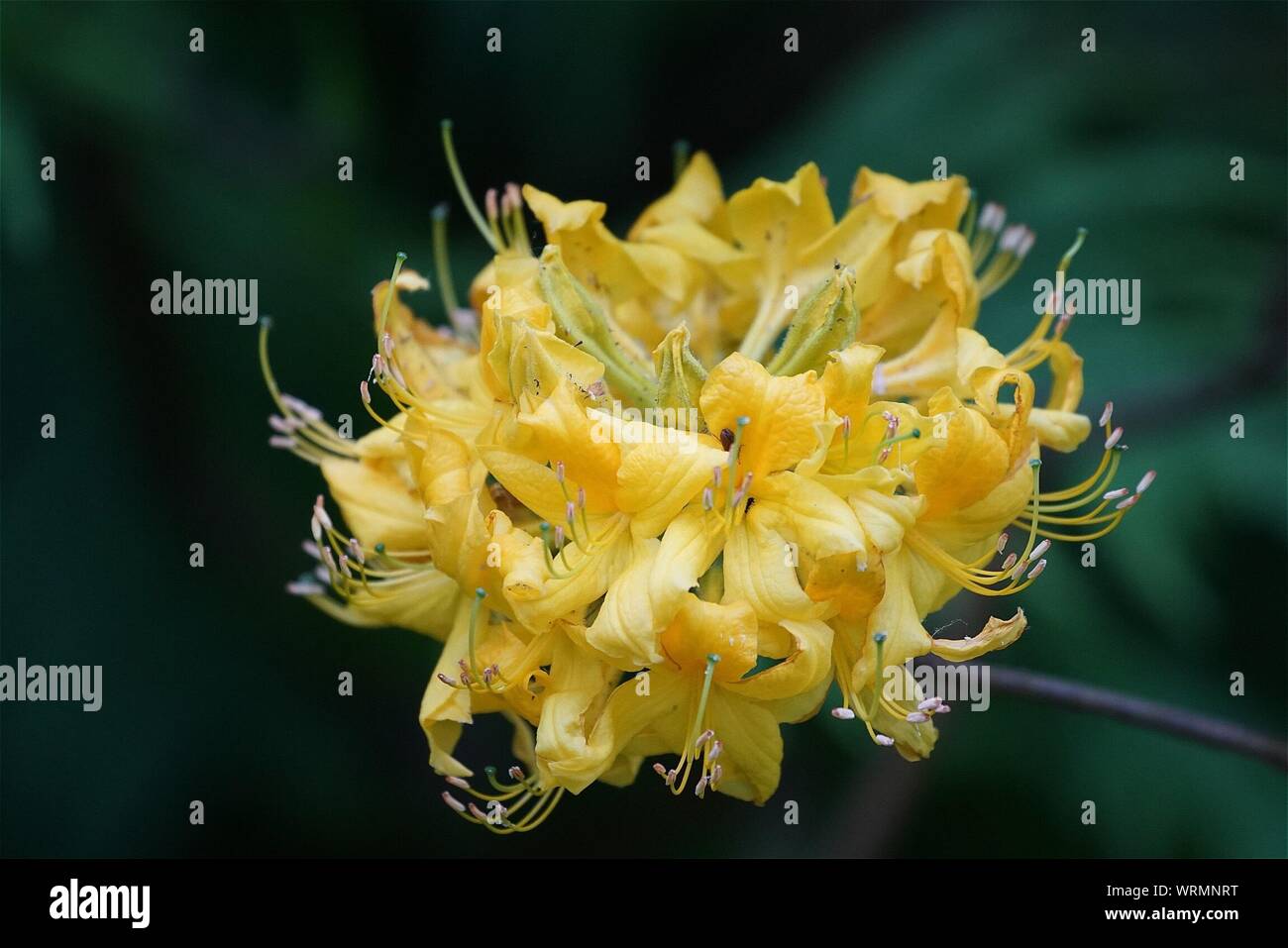 Wilting Flower High Resolution Stock Photography and Images - Alamy