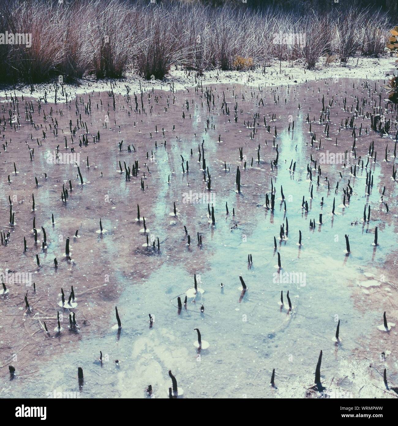 Mangroves aerial root hi-res stock photography and images - Alamy