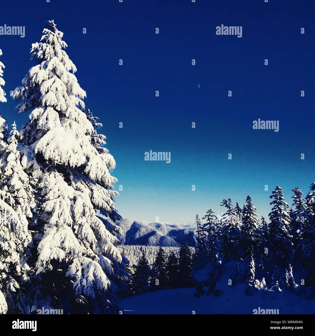 Evergreen trees with snow hi-res stock photography and images - Alamy