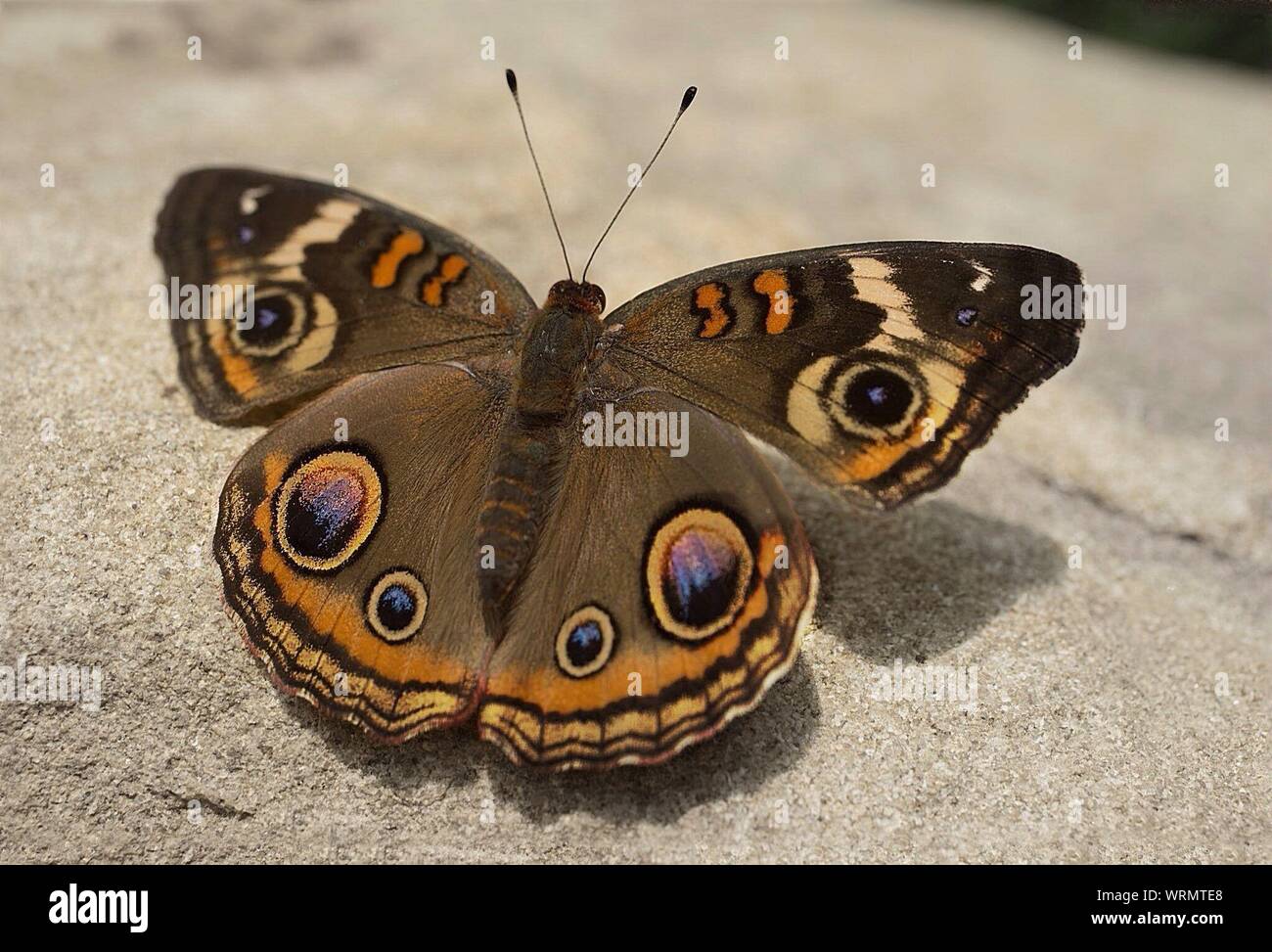 Butterfly resting hi-res stock photography and images - Alamy