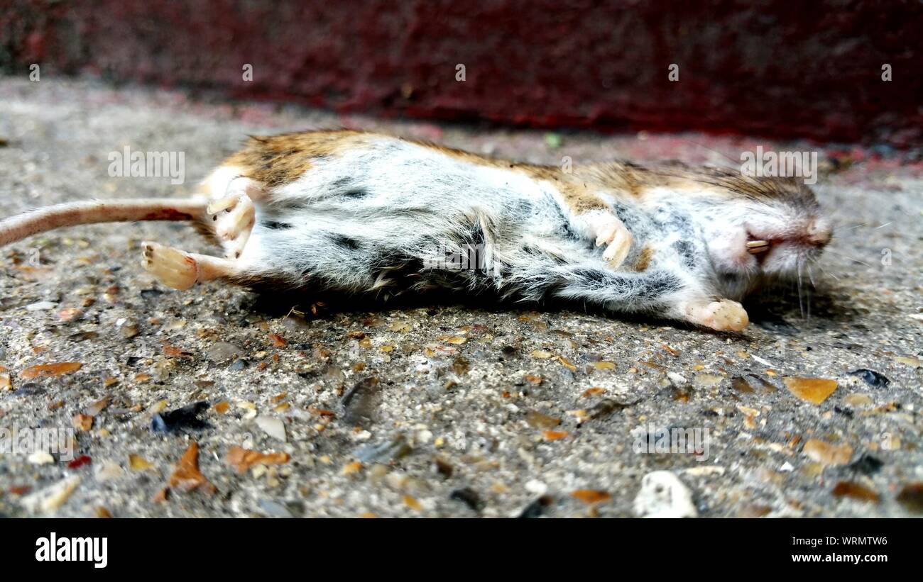 Animal dead rat hi-res stock photography and images - Alamy