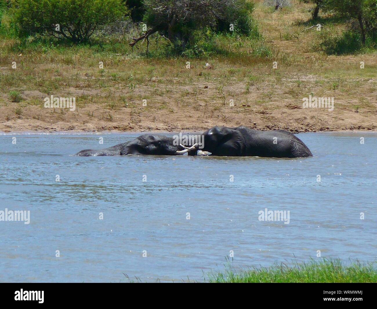 Swimming with elephants hi-res stock photography and images - Alamy