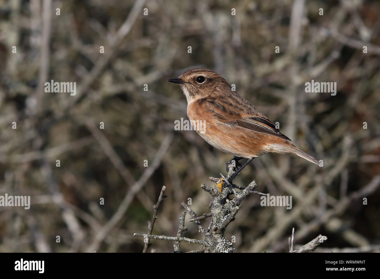 European thrushes hi-res stock photography and images - Alamy