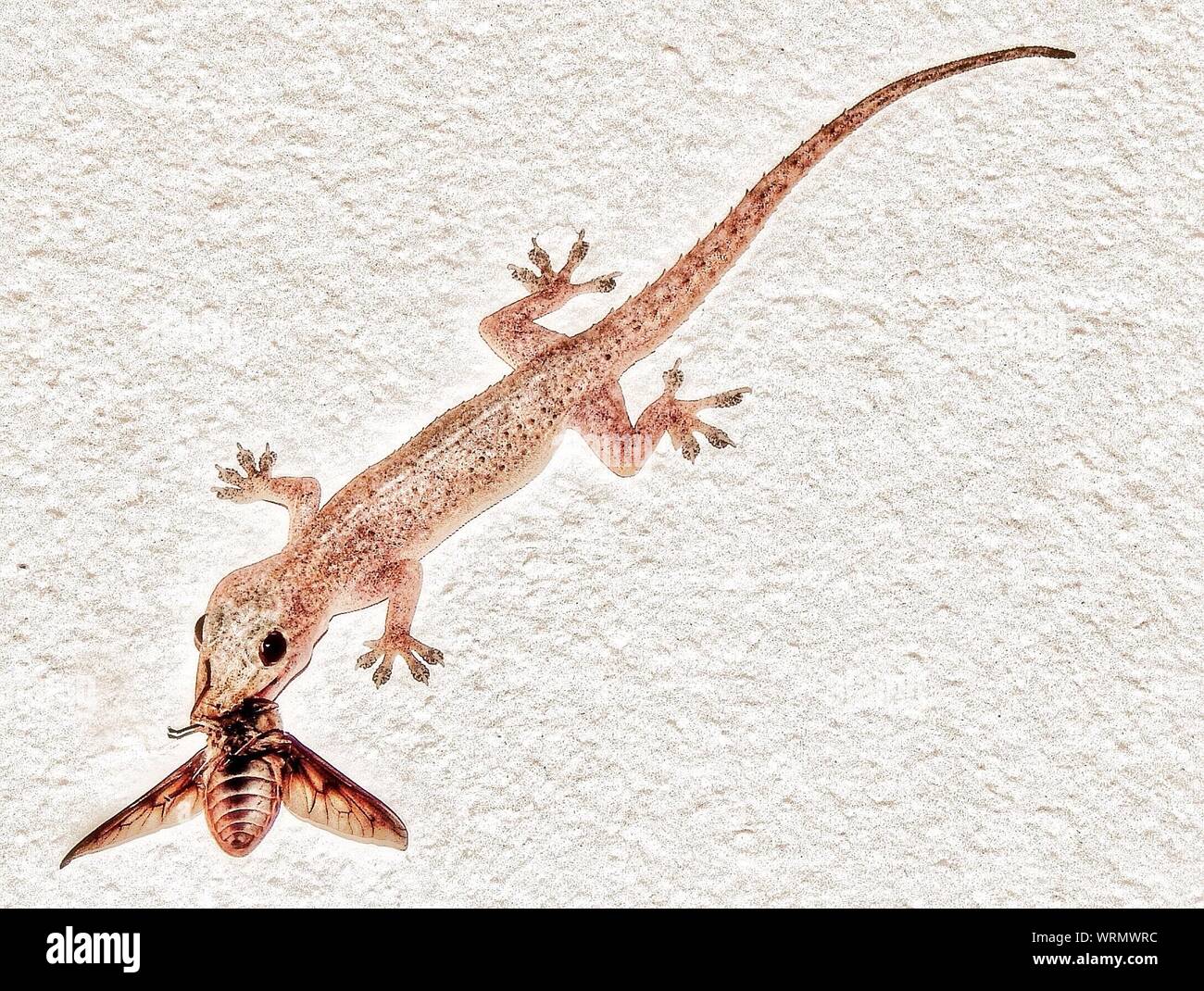 Hunted prey hi-res stock photography and images - Alamy