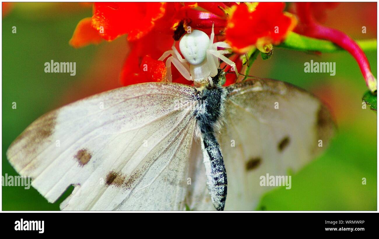 Spider killing a butterfly hi-res stock photography and images - Alamy
