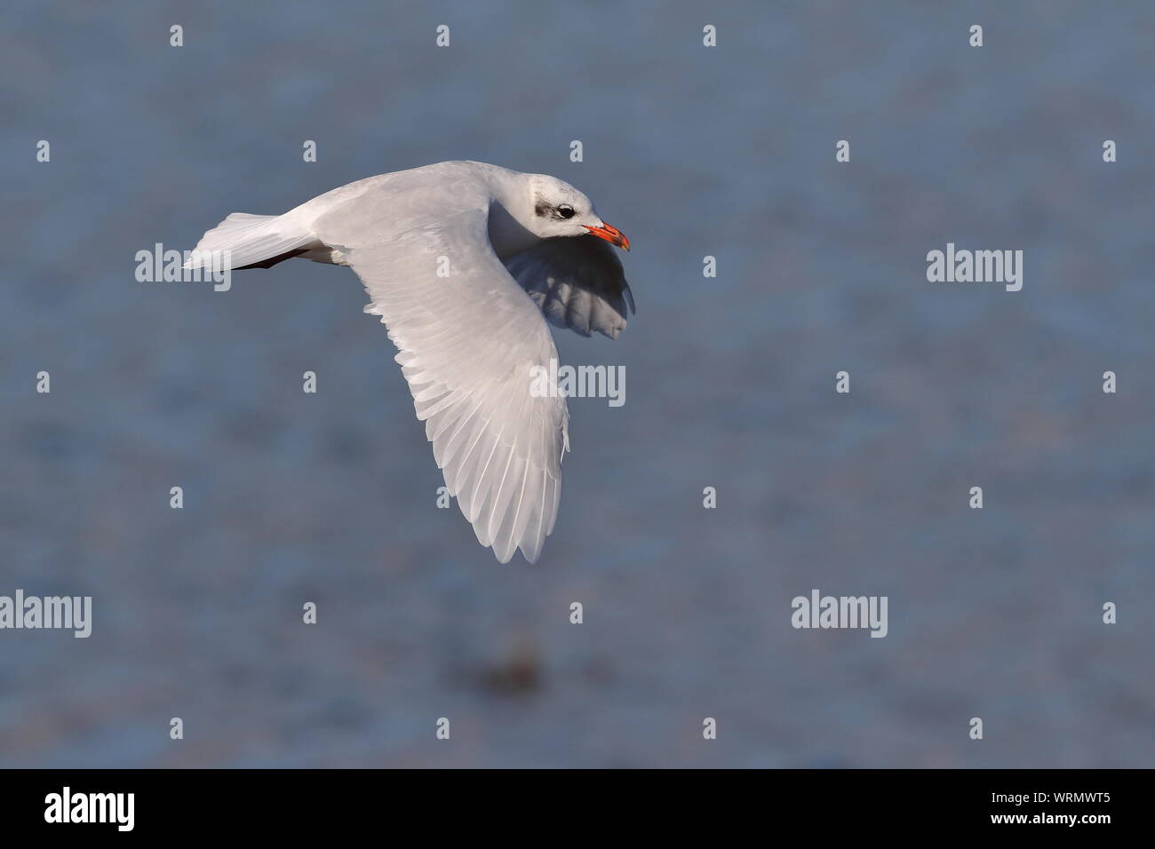 Med gulls hi-res stock photography and images - Alamy