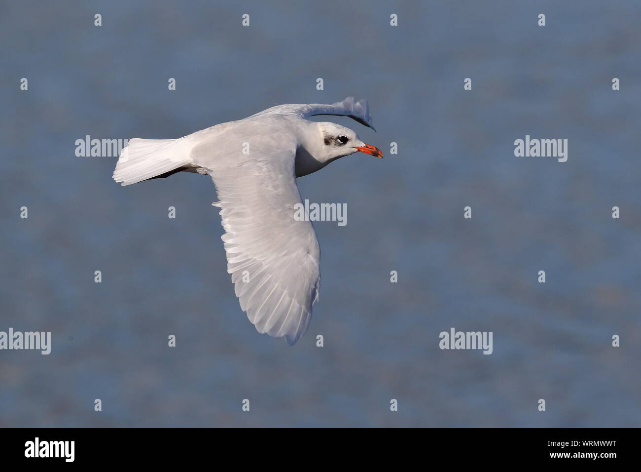 Mediterranean gull larus melanocephalus adult hi-res stock photography ...