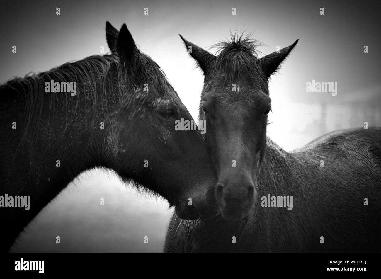 Two Horse Heads High Resolution Stock Photography and Images - Alamy
