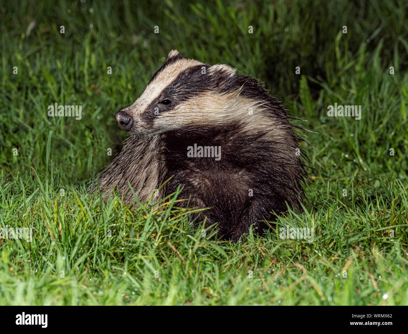 Hawick badger project hi-res stock photography and images - Alamy