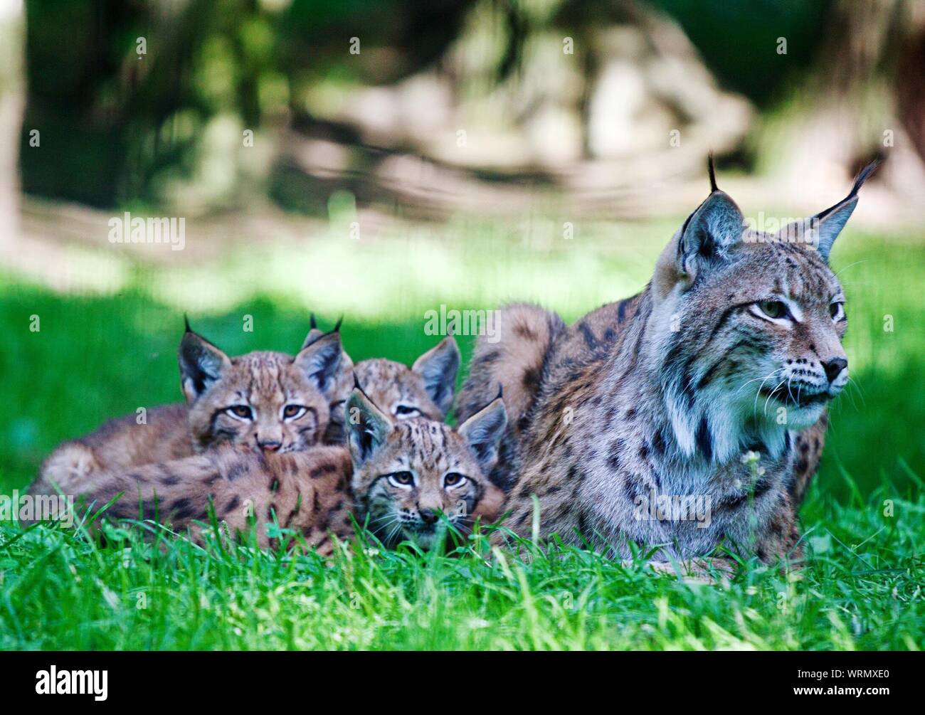 Lynx Kitten High Resolution Stock Photography and Images - Alamy