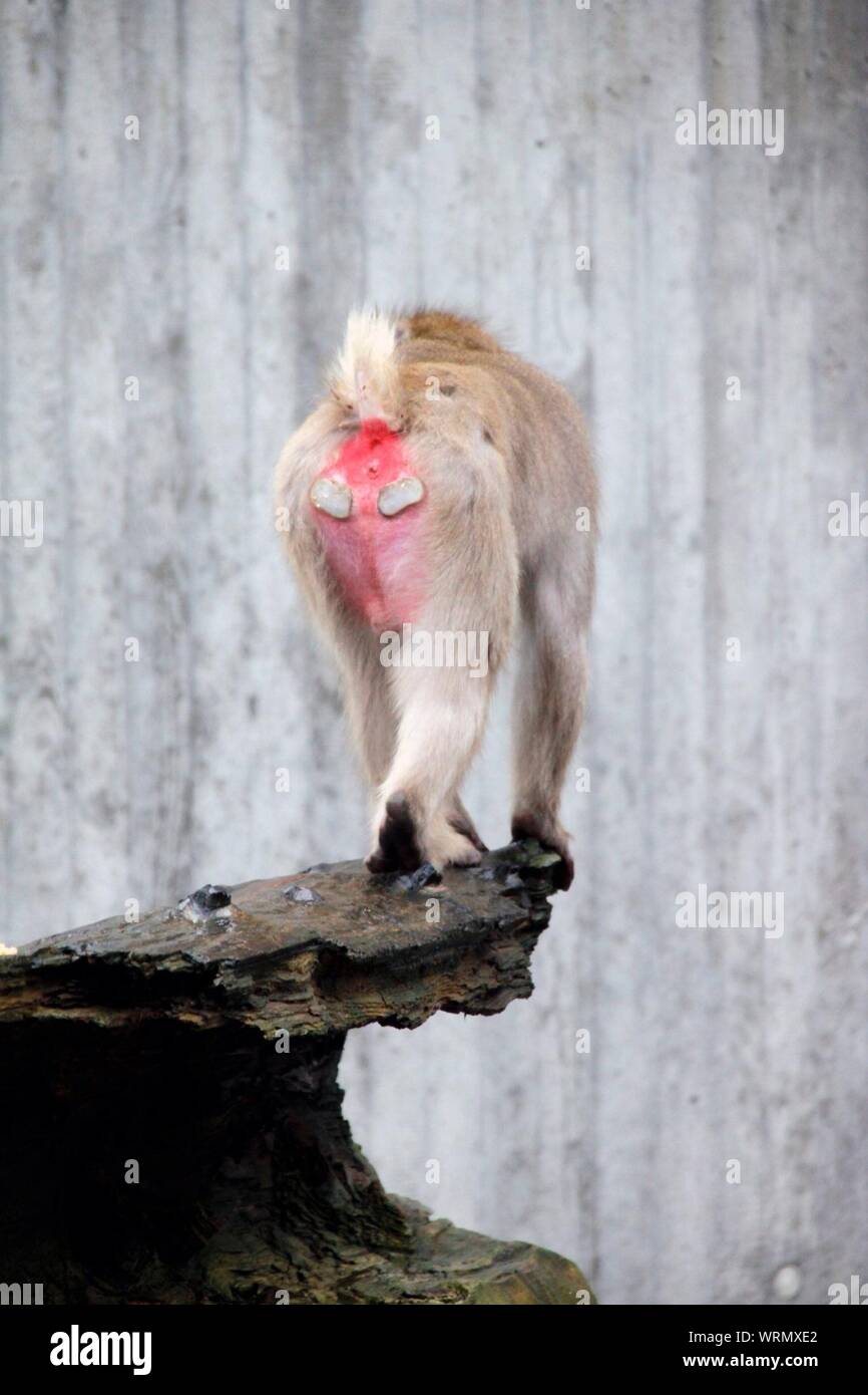Monkey Standing Up High Resolution Stock Photography and Images - Alamy