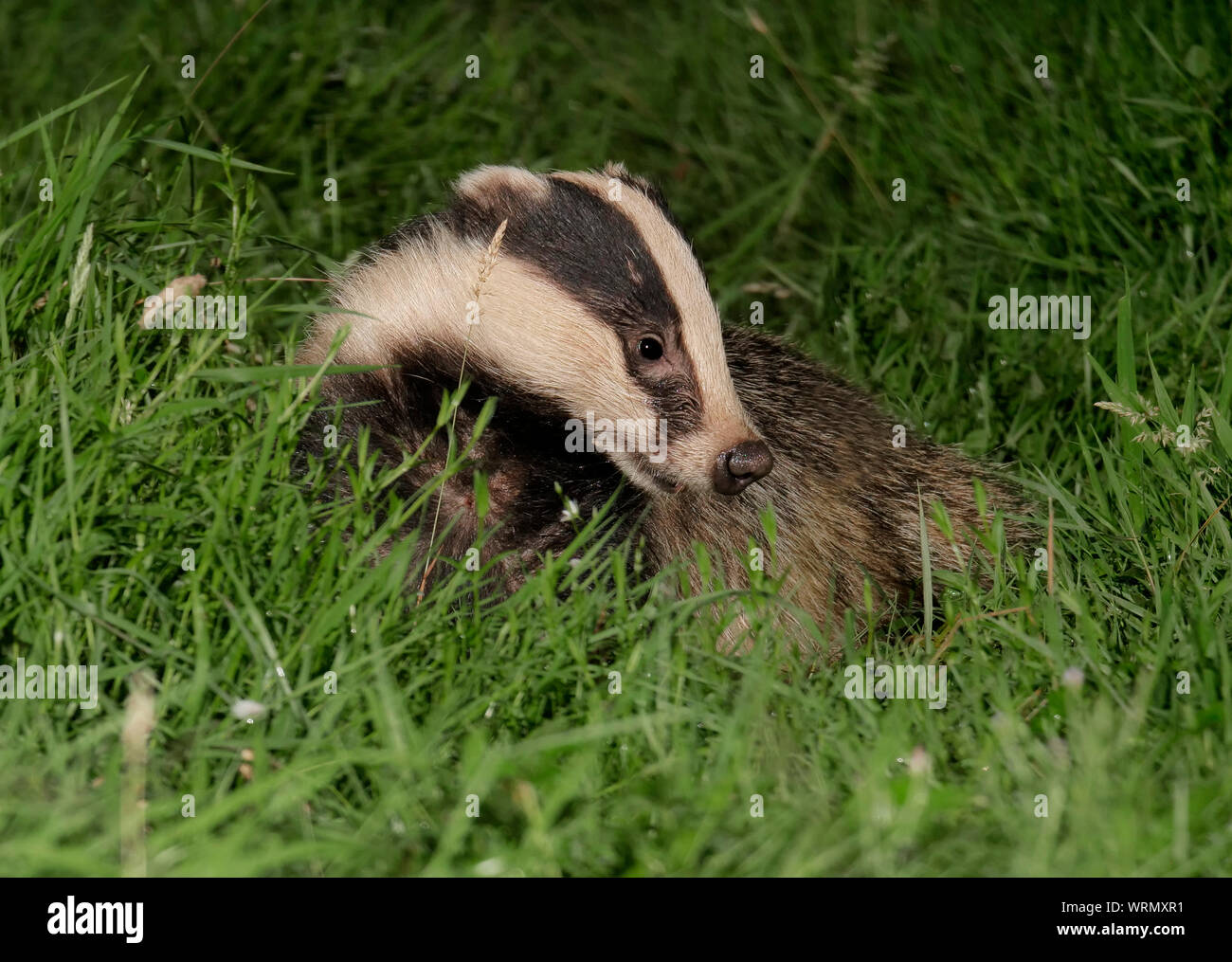 Badger foraging food in hi-res stock photography and images - Alamy