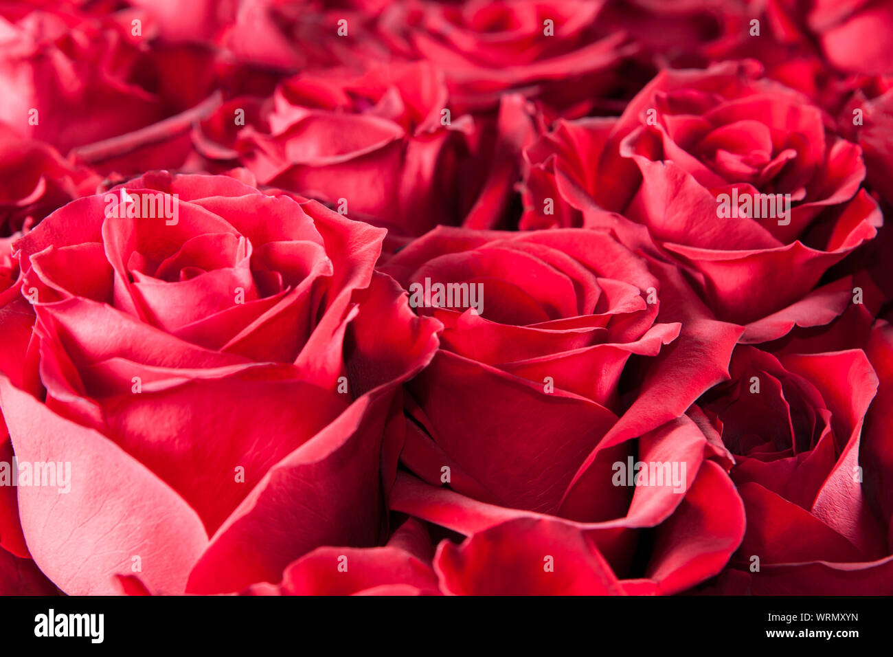 Many beautiful red roses background Stock Photo - Alamy
