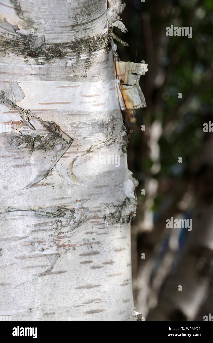 Detail of white birch tree trunk Stock Photo - Alamy
