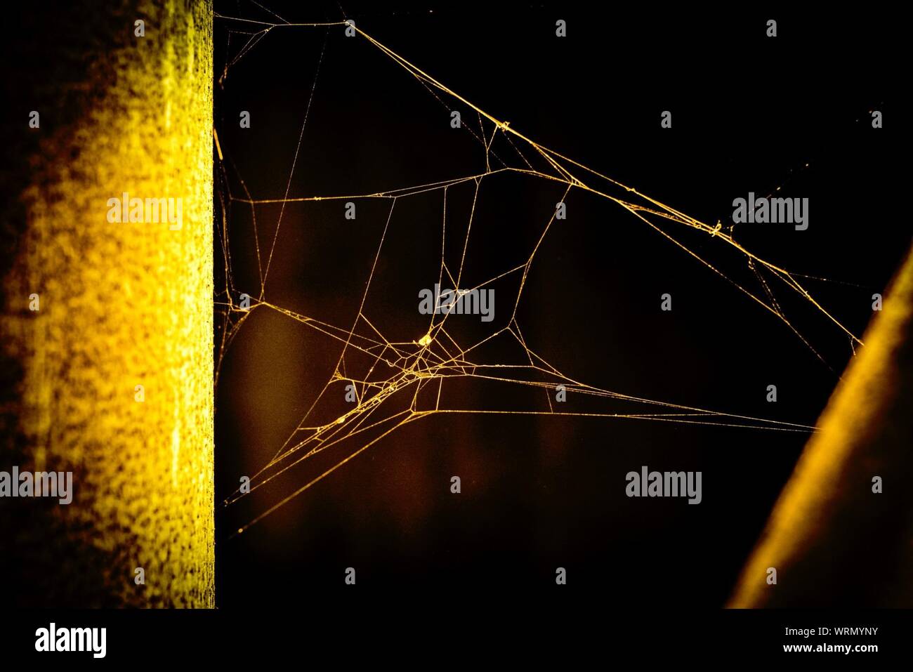 Night spider hi-res stock photography and images - Alamy