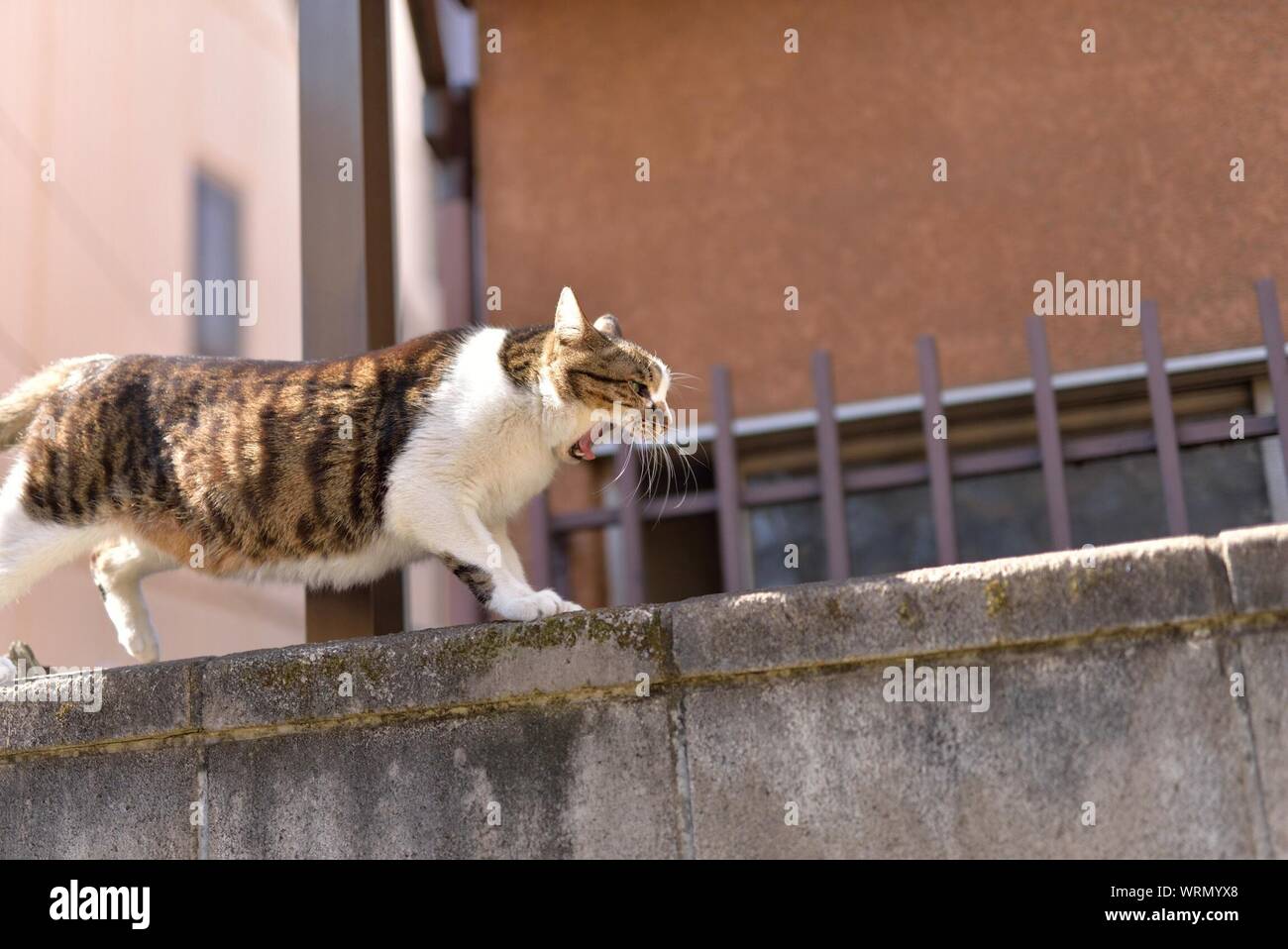 Cat Hissing Side View