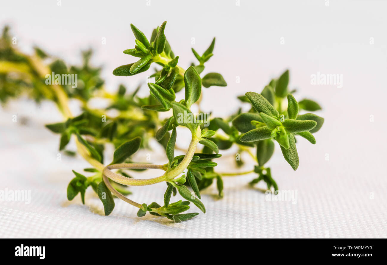 Close up macro photo of a fresh thyme herb sprig isolated on white ...